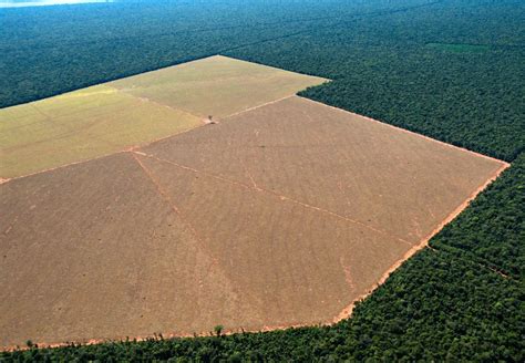 Amaz Nia E Cerrado Registraram Recordes De Desmatamento J No In Cio Do Ano