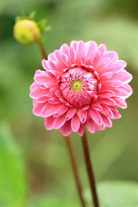 Dahlia Flower Plant Pink Free Photo On Pixabay Pixabay