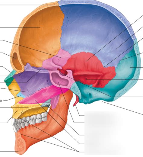 Sagittal Section Of The Skull Diagram Quizlet
