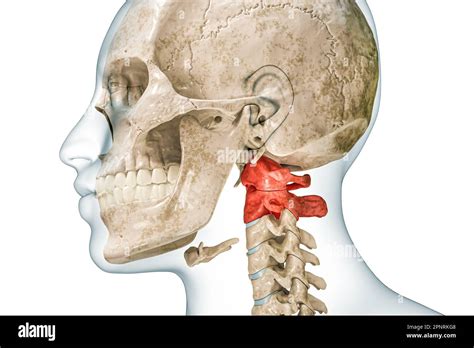 V Rtebras Cervicales De Atlas Y Ejes En Rojo Con Ilustraci N De
