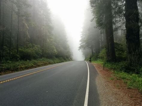 Free Images Tree Forest Light Fog Mist Street Sunlight Morning