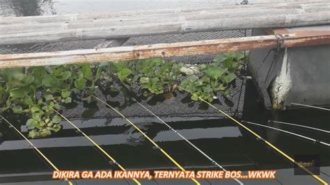 Dikira Ga Ada Ikannya Ternyata Strike Mancing Ikan Cirata YouTube