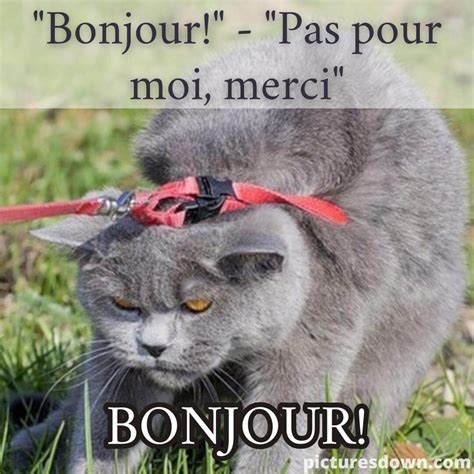 Bon lundi humour image chat têtu picturesdown