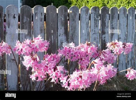 Worn Picket Fence With Pretty Pink Flowers Stock Photo Alamy