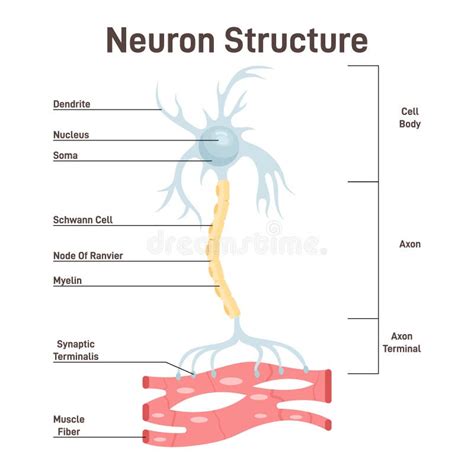 Neurona Que Es La Parte Principal Del Sistema Nervioso Ilustración del