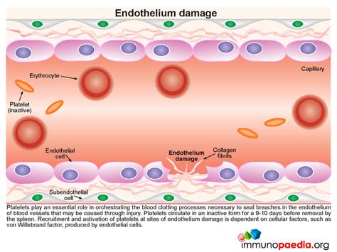 Paracetamol Immunopaedia