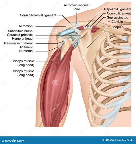 Ejemplo Médico De La Anatomía 3d Del Hombro Con Los Músculos Del Brazo