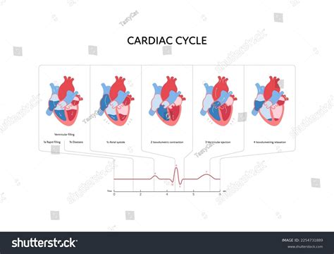 Cardiac Cycle Diastole Systole Human Heart Anatomy