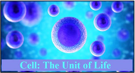 NCERT Solutions Class 11 Cell The Unit Of Life