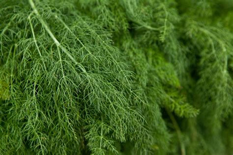 Fotos Los Alimentos M S Ricos En Potasio Im Genes