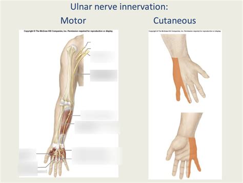Ulnar Nerve Innervation Diagram Quizlet