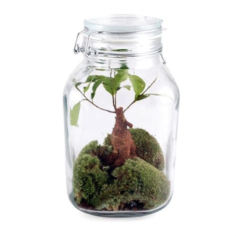 Se Fabriquer Un Terrarium Pas Cher Le Guide Gazon Magique