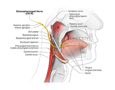 Glossopharyngeal Nerve Branches