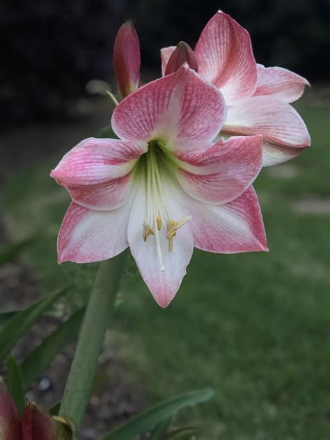 Lily May Telegraph