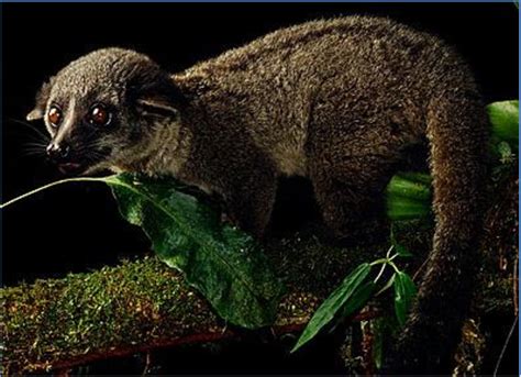 Figure From Distribution Of The Javan Slow Loris Nycticebus