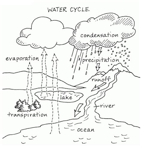 Within Water Cycle Coloring Page Free Printable Coloring Pages