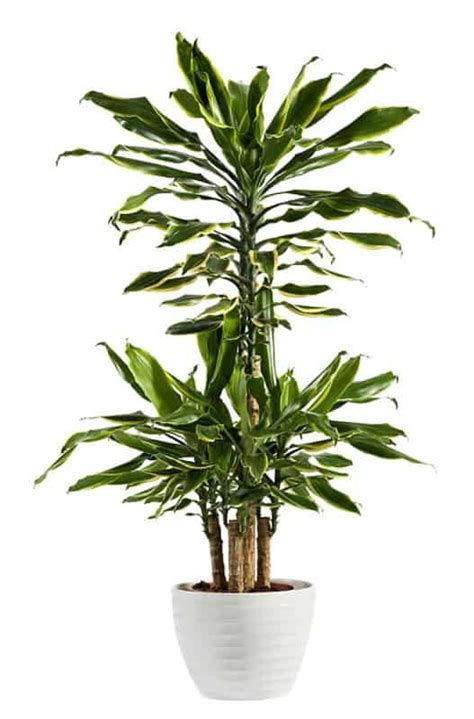17 Best Indoor Trees For Your Home And How To Care For Them Indoor