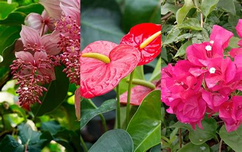Nombres De Flores Tropicales