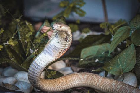 Naja Do Df Saiba Como Criar Cobras Legalmente Em Casa