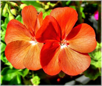 Poze natură floare petală floră arbust naturaleza flores