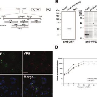Accumulation In The Cytoplasm Of Naked Capsids And Electron Dense