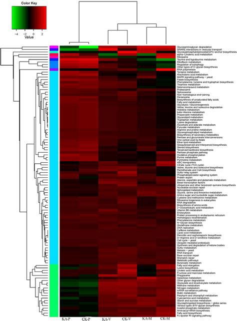 KEGG Annotation Of Differentially Expressed Genes DEGs A Heatmap