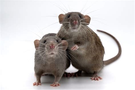 Dumbo Rat Facts Behavior Prices Care