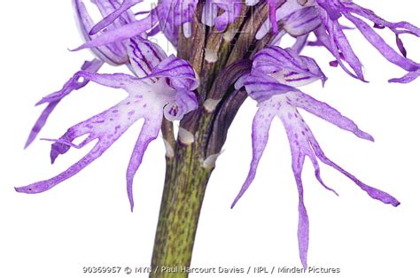 Naked Man Orchid Stock Photo Minden Pictures