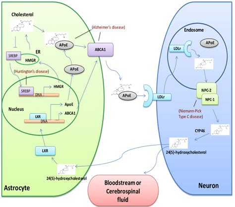 Schematic Illustration Of Intercellular Cholesterol Transport From