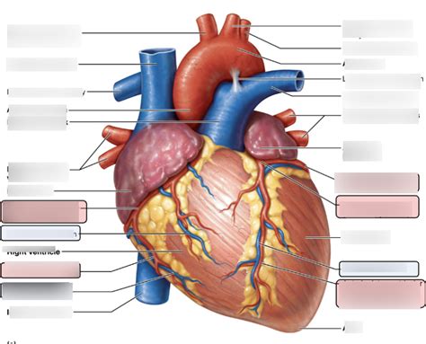 Coronary Circulation Diagram Diagram Quizlet