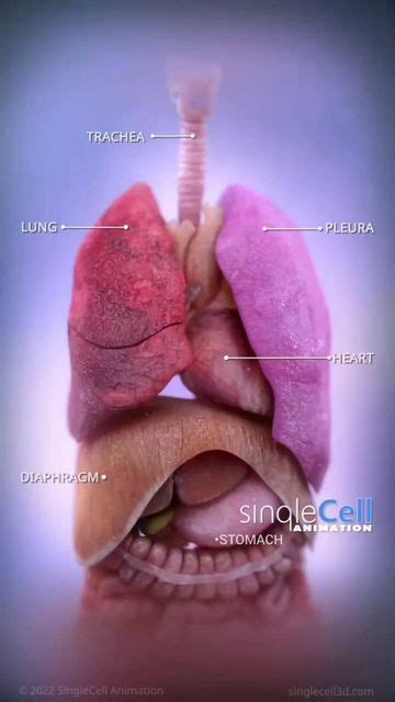 Science On Instagram Organs Of The Thoracic And Abdominal Cavity