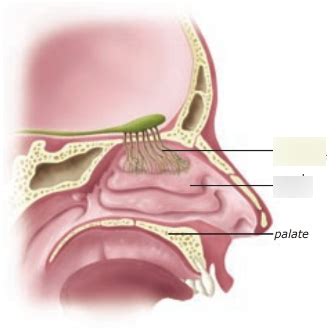 Biology Olfactory Receptors Diagram Quizlet
