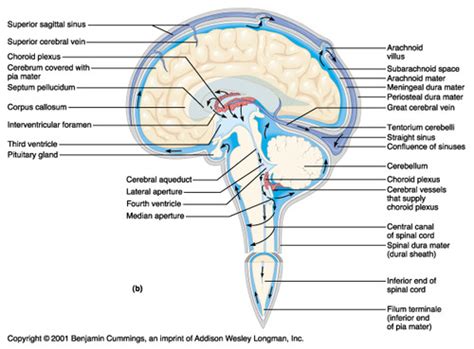 Chapter 14 Flow Of Cerebrospinal Fluid Flashcards Quizlet