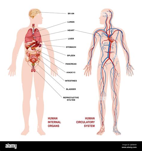 Circulatory System Organs