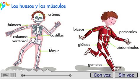 Los Músculos Ficha Interactiva Cuerpo Humano Para Niños Clases De