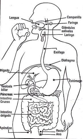 Pin De Raquel Gh En Ciencias Naturales Sistemas Del Cuerpo Humano