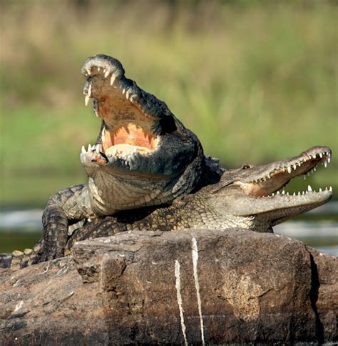 Crocodile Reproduction Crocodile Facts And Information