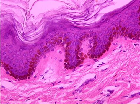 Integument Histology Flashcards Quizlet