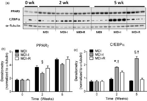 Analysis Of PPAR And C EBP Protein Levels Following Two And Five