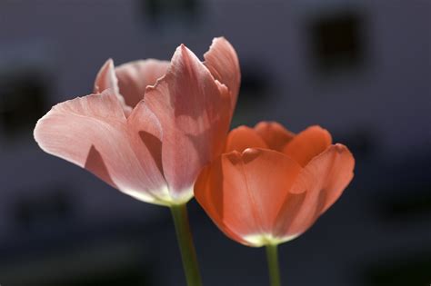Tulipanes Flores Rosadas Foto Gratis En Pixabay Pixabay