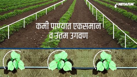 Netafim Drip Irrigation Benefits For Cotton Netafim India YouTube