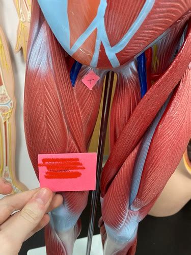 Muscles Of The Anterior Medial Thigh Flashcards Quizlet