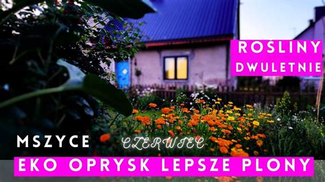 EKO OPRYSK z drożdży na mszyce i lepsze plony KWIATY DWULETNIE Wysiewy