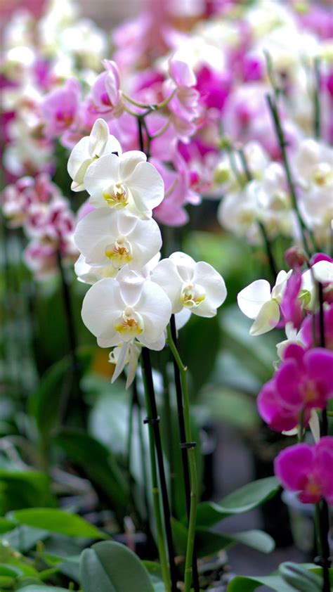 Como cuidar de uma orquídea Pedras e Minérios News