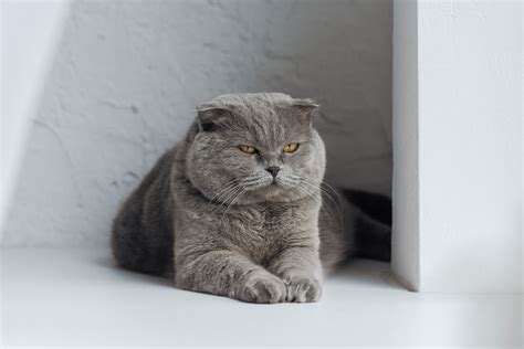 Por qué tener un gato en casa 10 razones para tener una mascota peluda