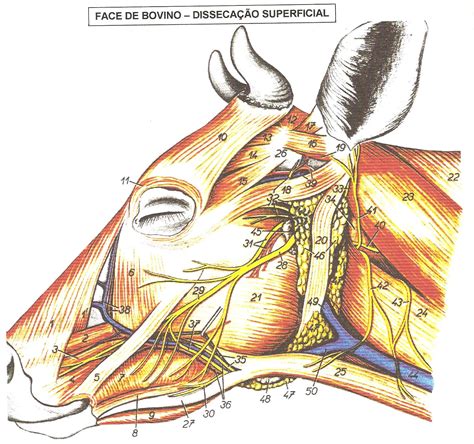 Bovino dissecação superficial imagem Anatomia Veterinária I