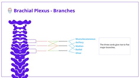Brachial Plexus Anatomy Roots Trunks Divisions Cords Branches