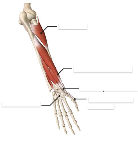 Posterior Forearm Muscles Deep Layer Diagram Quizlet The Best Porn
