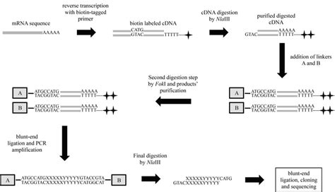 Serial Analysis Of Gene Expression Sage Adapted From Moody