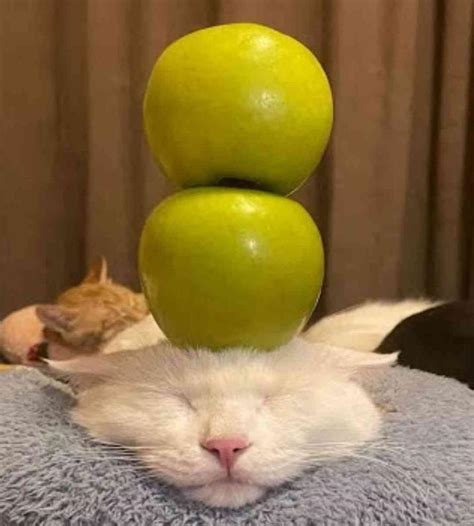Cat With Two Green Apples On Its Head Cat With Apples Know Your Meme